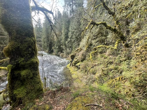 Best Hikes and Trails in Eagle Fern Park | AllTrails
