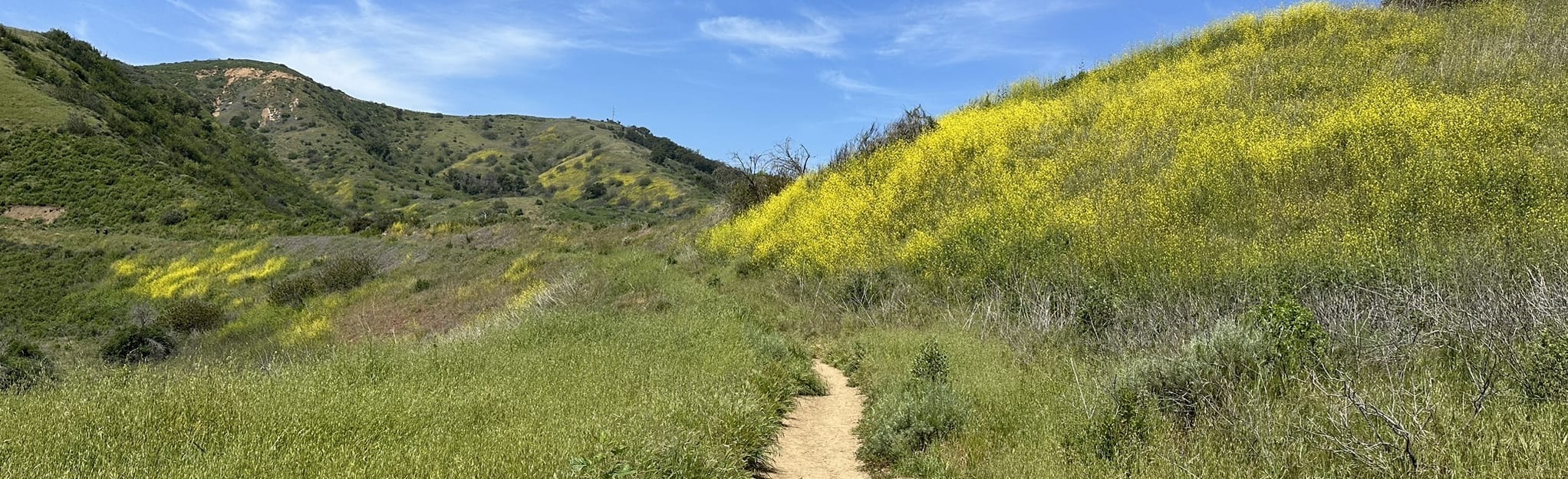 Bee Canyon Trail: 654 Reviews, Map - California | AllTrails