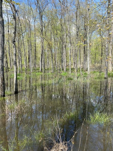 Best Hikes and Trails in Speedwell Park | AllTrails