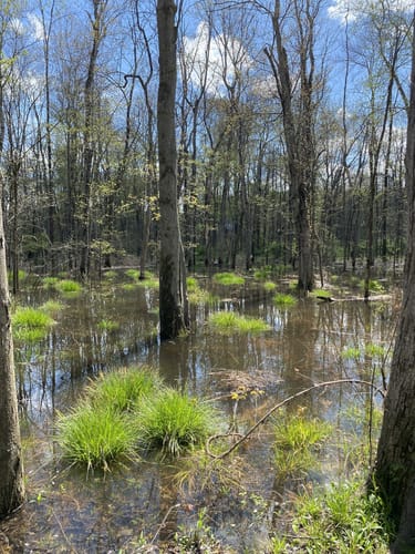 Best Hikes and Trails in Speedwell Park | AllTrails