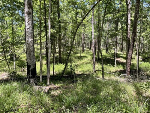 Best Hikes and Trails in Sabine National Forest | AllTrails