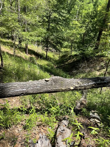 Best Hikes and Trails in Sabine National Forest | AllTrails