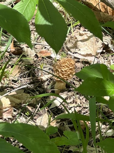 Best Hikes and Trails in Deer Ridge Park | AllTrails