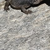 Grapevine Canyon Trail, Nevada - 509 Reviews, Map | AllTrails