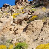 Grapevine Canyon Trail, Nevada - 509 Reviews, Map | AllTrails