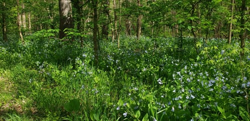 Best Hikes and Trails in Fort Daniel Conservation Area | AllTrails