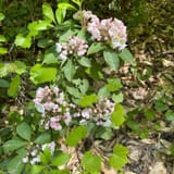 Uwharrie National Recreation Trail, North Carolina - 273 Reviews, Map ...