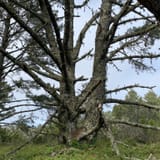 Sweeney Ridge Trail via Mori Ridge, California - 1,715 Reviews, Map ...