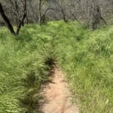 Parsons Trail, Arizona - 704 Reviews, Map | AllTrails