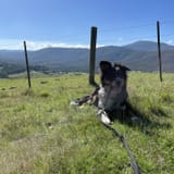 Long Gully Track Loop, Victoria, Australia - 58 Reviews, Map | AllTrails