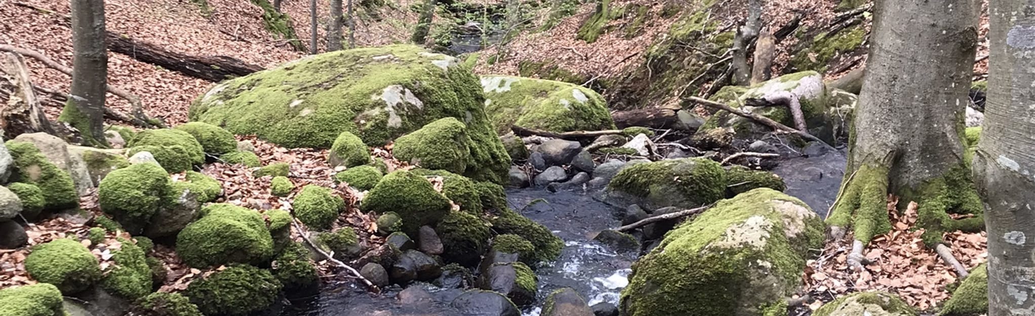 Runda i Osbecks bokskogar: 18 Reviews, Map - Skåne, Sweden | AllTrails