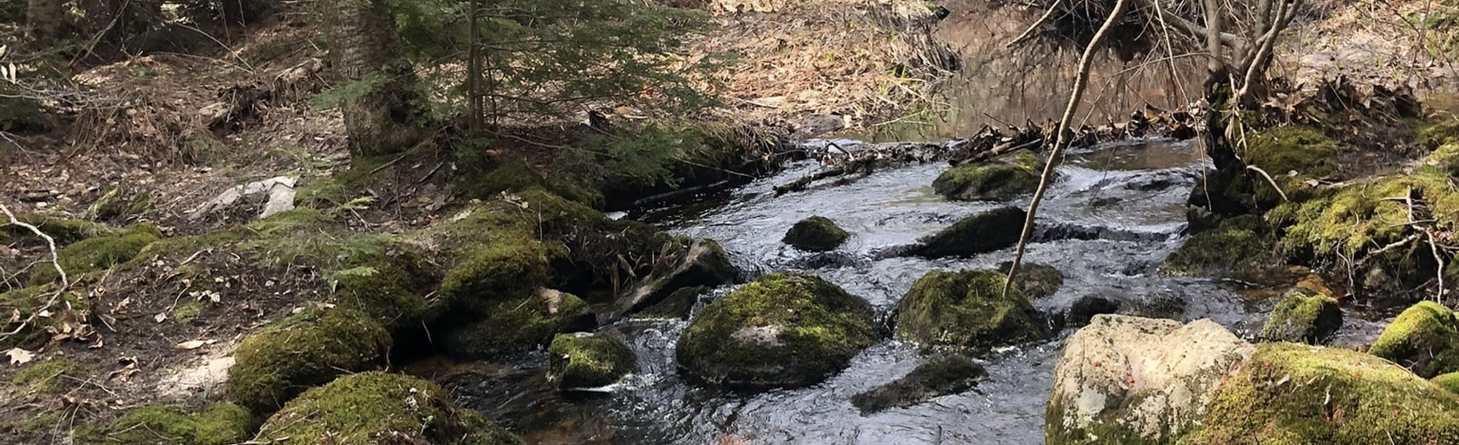 Cotton–Hurd Brook Yellow and Blue Trail Loop: 29 Reviews, Map - New ...