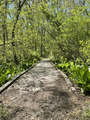 Best Hikes and Trails in Blackbird State Forest | AllTrails