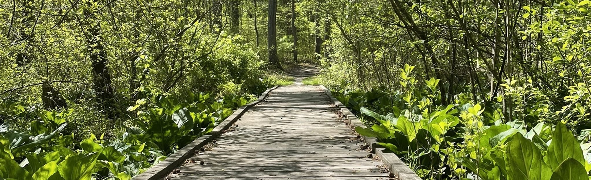 Tybout Tract Red Loop Trail, Delaware - 231 Reviews, Map | AllTrails