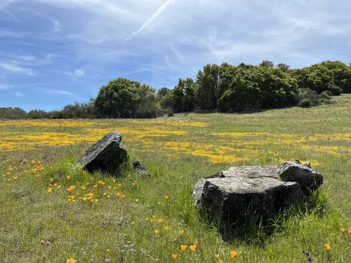 Best Hikes and Trails in Edgewood Park and Nature Preserve | AllTrails