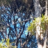 Cutty Grass Track, Auckland, New Zealand - 51 Reviews, Map | AllTrails