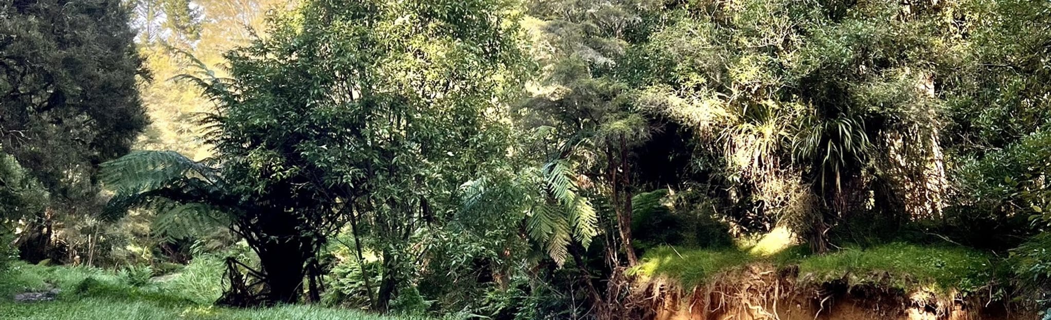 KaraKariki Falls Track: 33 Reviews, Map - Waikato, New Zealand | AllTrails