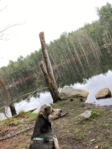 2023 Best Easy Trails in Upton State Forest | AllTrails