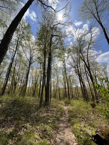 Best Hikes and Trails in Morgan Monroe State Forest | AllTrails