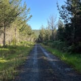 Riverhead Forest Loop Track, Auckland, New Zealand - 65 Reviews, Map ...