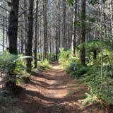 Riverhead Forest Loop Track, Auckland, New Zealand - 65 Reviews, Map ...