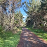 Riverhead Forest Loop Track, Auckland, New Zealand - 65 Reviews, Map ...