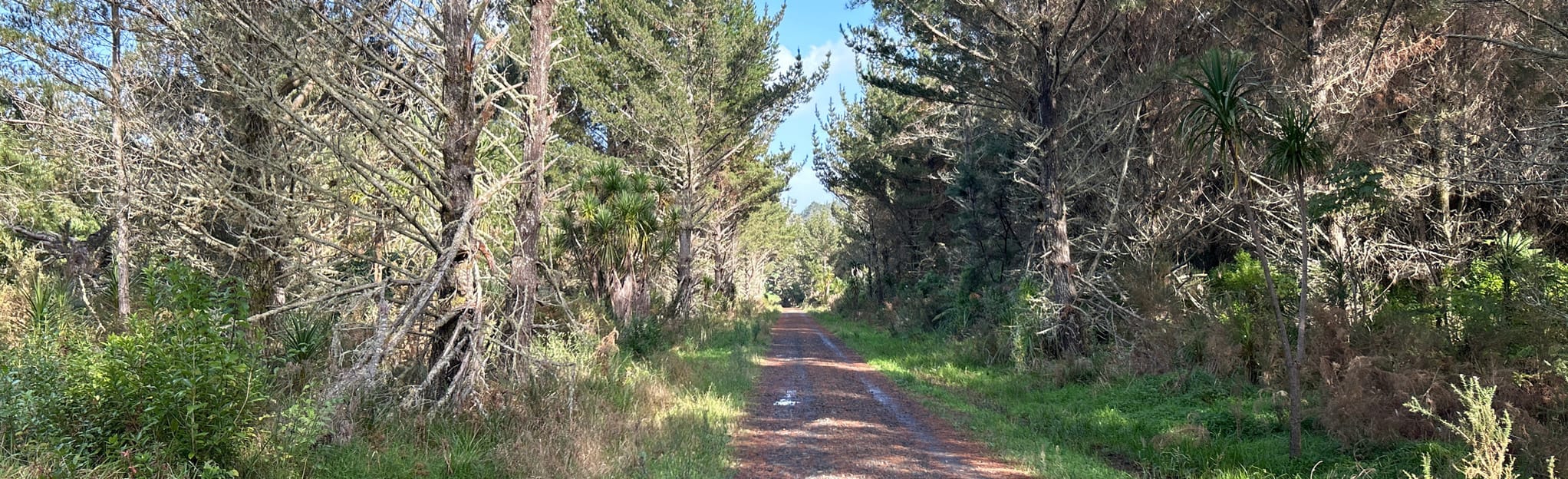 Campbell Road Loop, Auckland, New Zealand - 20 Reviews, Map | AllTrails