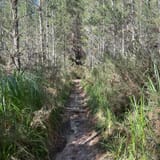 Riverhead Forest Loop Track, Auckland, New Zealand - 65 Reviews, Map ...