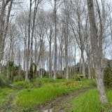 Riverhead Forest Loop Track, Auckland, New Zealand - 65 Reviews, Map ...