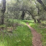 Morgan Trail, California - 466 Reviews, Map | AllTrails