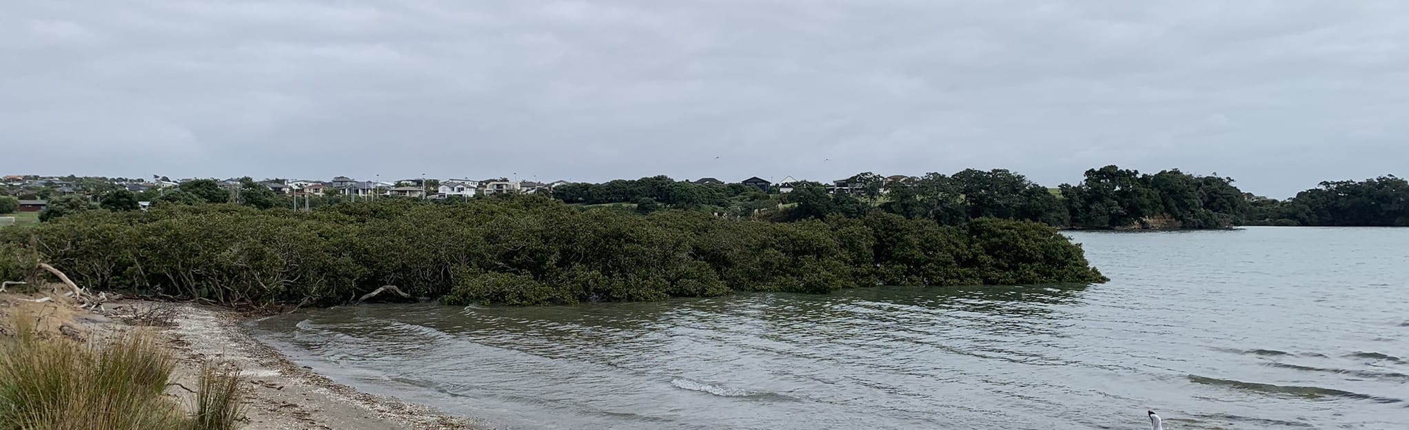 Ōmana Perimeter Path: 27 Reviews, Map - Auckland, New Zealand | AllTrails