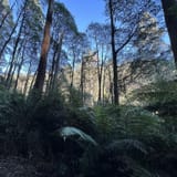 Tanglefoot Short Loop, Victoria, Australia - 297 Reviews, Map | AllTrails