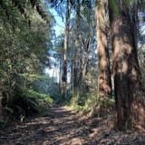 Tanglefoot Short Loop, Victoria, Australia - 297 Reviews, Map | AllTrails