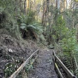 Tanglefoot Short Loop, Victoria, Australia - 297 Reviews, Map | AllTrails