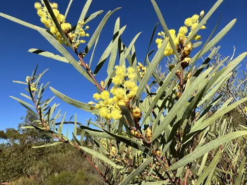 Best Hikes and Trails in Gawler Ranges National Park | AllTrails
