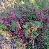 Shipsterns Bluff Loop, Tasmania, Australia - 81 Reviews, Map | AllTrails