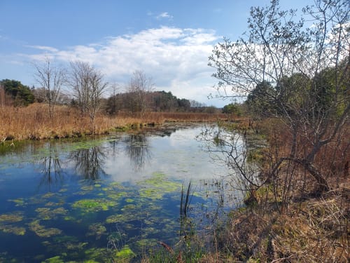 Best Hikes and Trails in Tidmarsh Wildlife Sanctuary | AllTrails