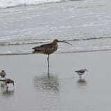 Limantour Beach Trail, California - 361 Reviews, Map | AllTrails