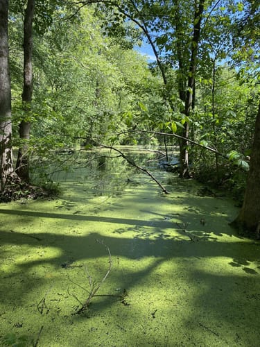 Best Hikes and Trails in Coldwater River Nature Conservancy | AllTrails