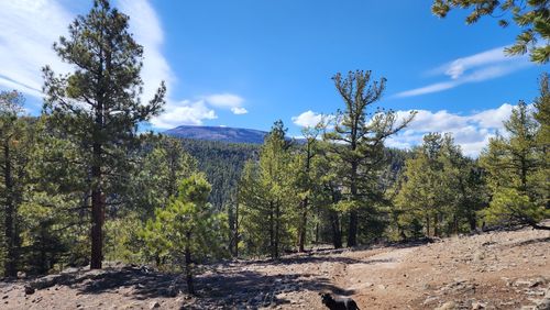 2023 Best Horseback Riding Trails in Rio Grande National Forest, Divide ...