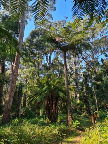 Best Hikes and Trails in Cabbage Tree Creek Flora Reserve | AllTrails