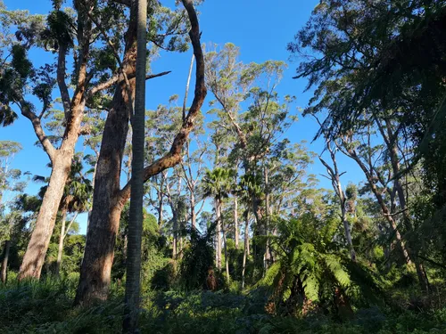 Best Hikes and Trails in Cabbage Tree Creek Flora Reserve | AllTrails