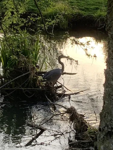 Best Hikes and Trails in Timber Linn Memorial Park | AllTrails