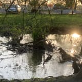 Timber Linn Park Trail, Oregon - 71 Reviews, Map | AllTrails