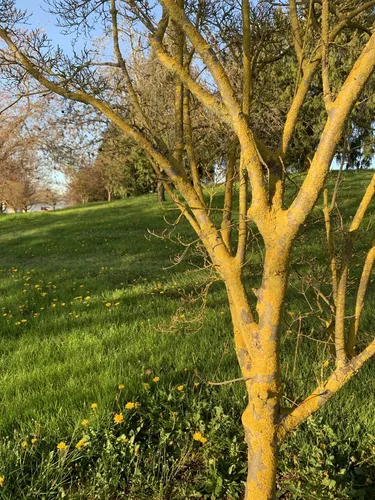 Best Hikes and Trails in Timber Linn Memorial Park | AllTrails