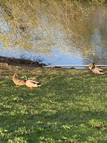 Best Hikes and Trails in Timber Linn Memorial Park | AllTrails