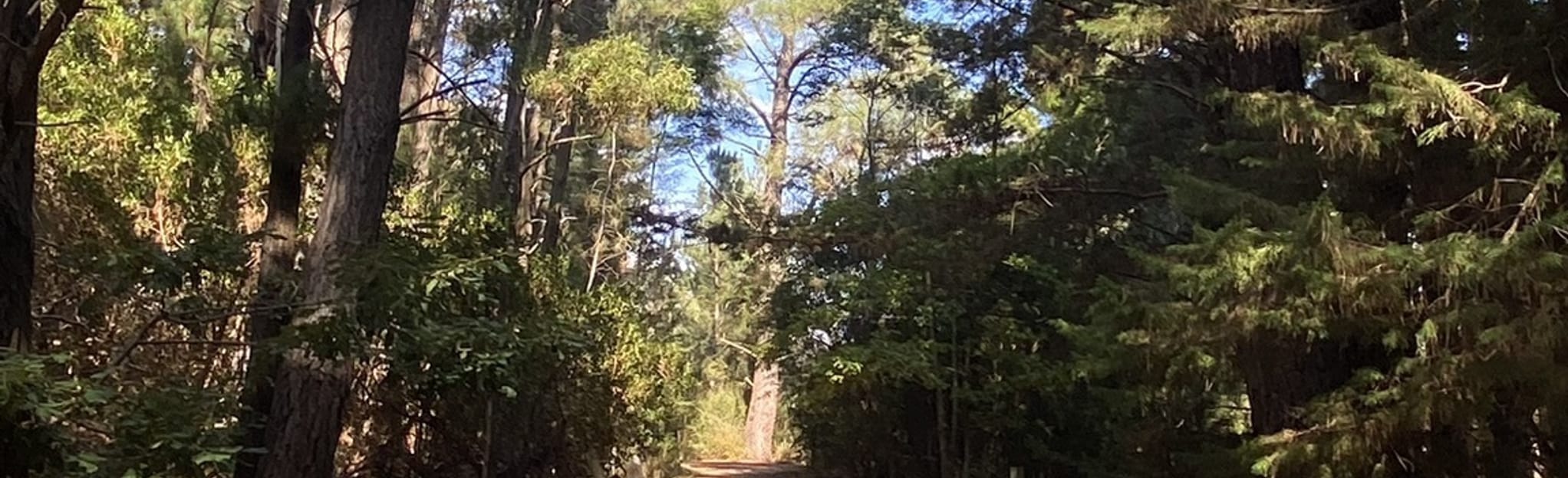 La Gerche Forest Walk: 112 Reviews, Map - Victoria, Australia | AllTrails