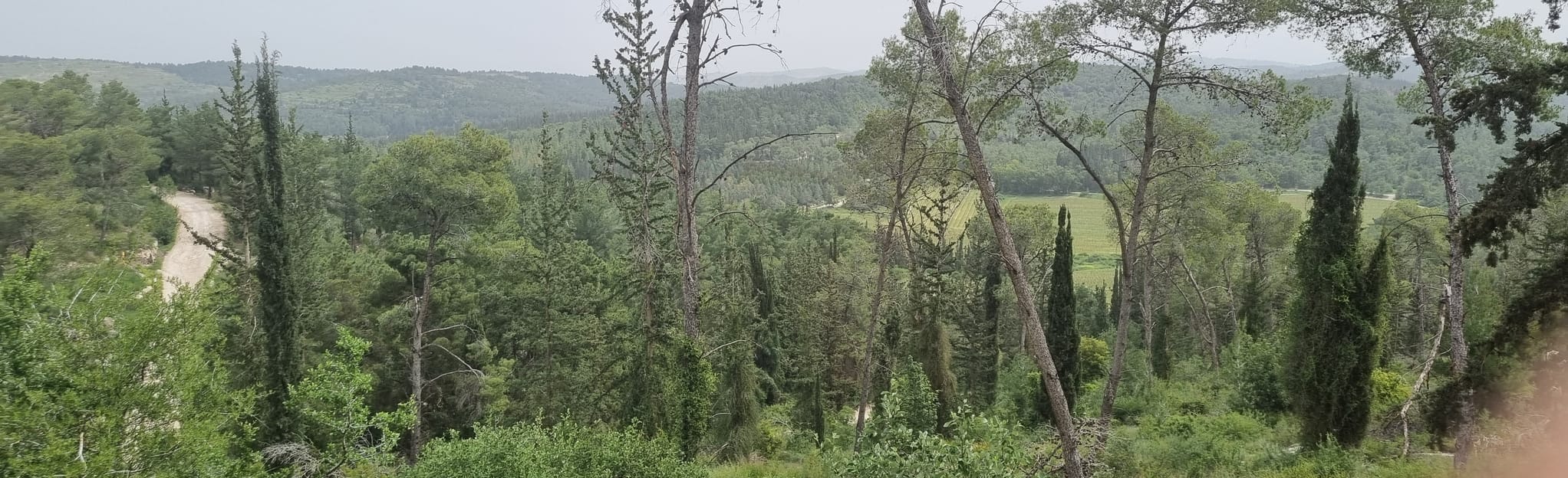 AllTrails | Eshtaol Forest, Messilat Zion and Burma Road: 17 Reviews ...