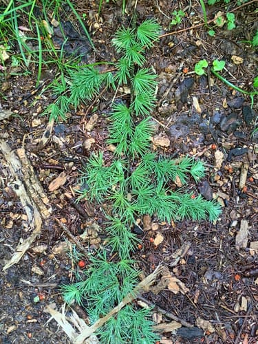 2023 Best Forest Trails in Codorus State Park | AllTrails