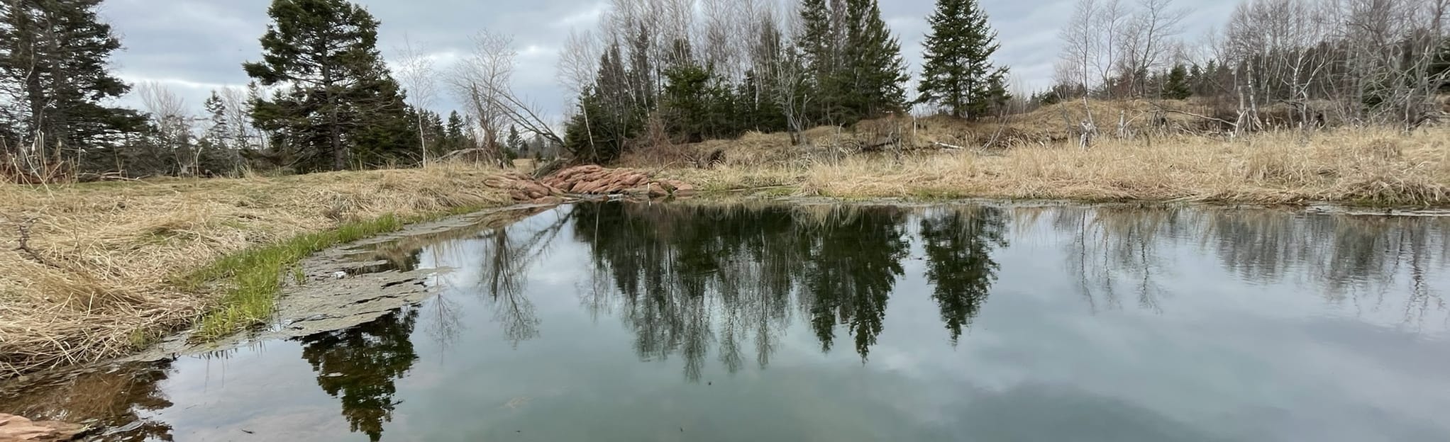 AllTrails | Andrew's Pond via Wrights Creek Trail: 88 Reviews, Map ...